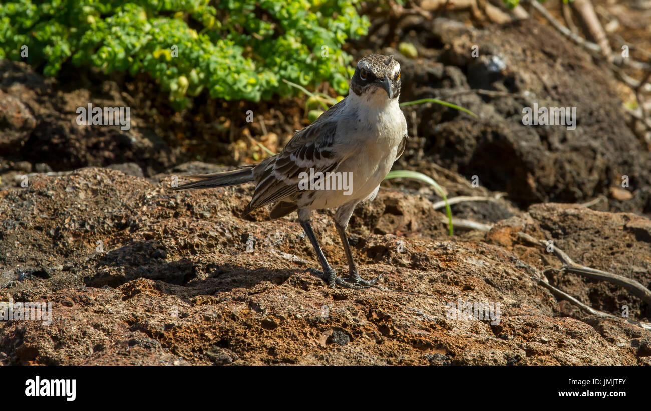 Galapagos Hawk - Halcón de Galápagos Stock Photo - Alamy