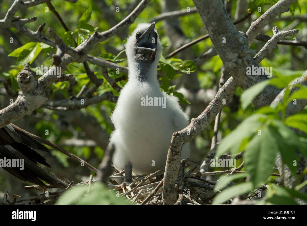 Red footed Bobby chick - Polluelo de Piquero de patas rojas - Galápagos ...