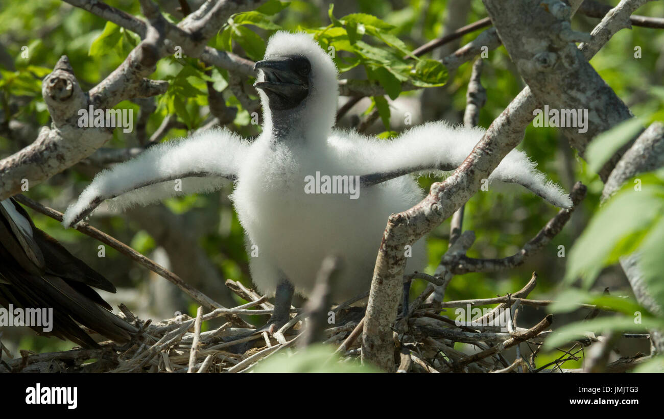 Polluelo piquero patas rojas hi-res stock photography and images - Alamy