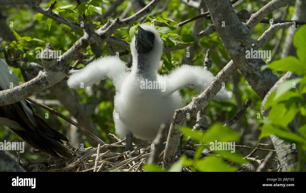 Red footed Bobby chick - Polluelo de Piquero de patas rojas - Galápagos ...