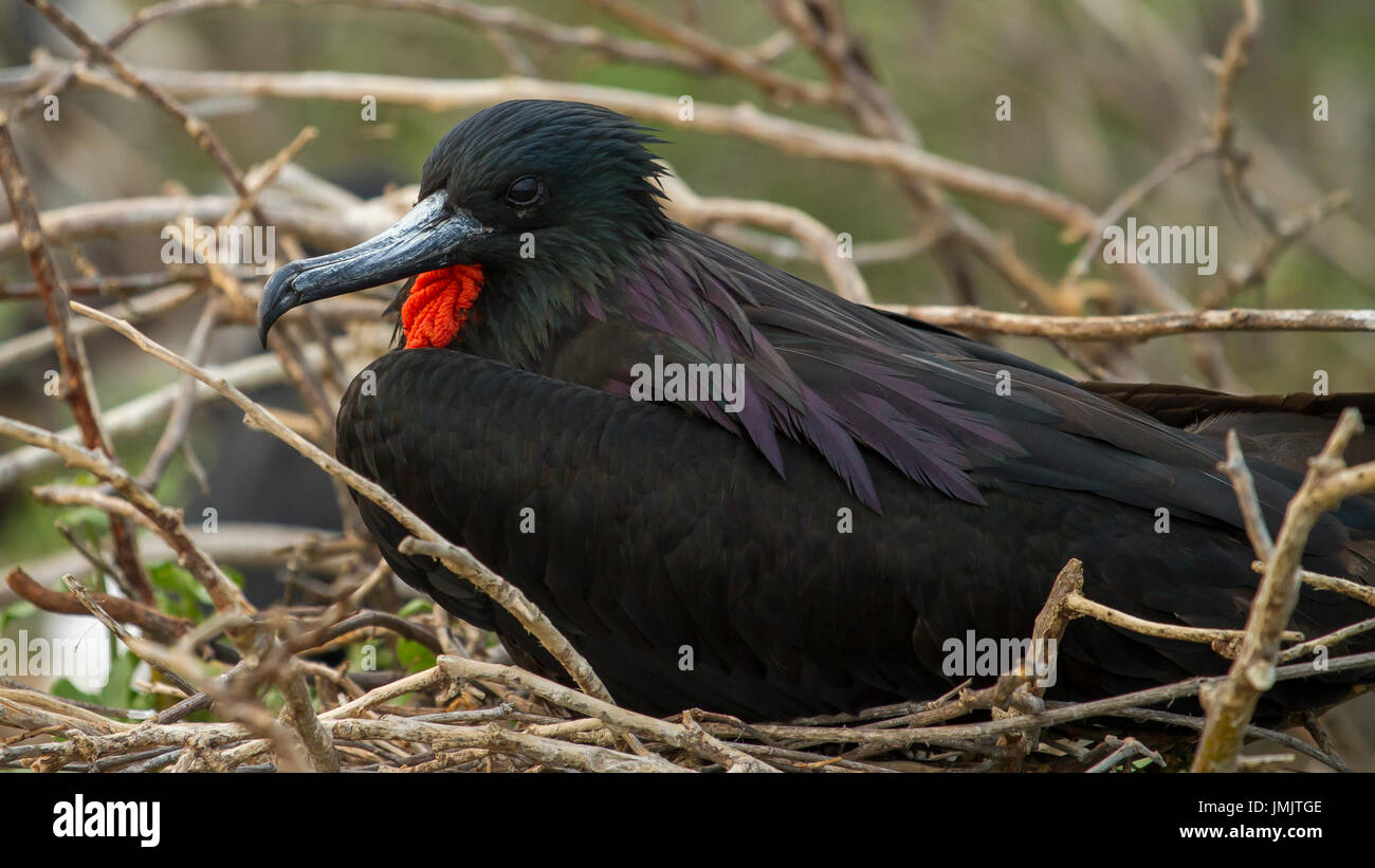 Frigatebird - Fragata - Galápagos Islands Stock Photo - Alamy
