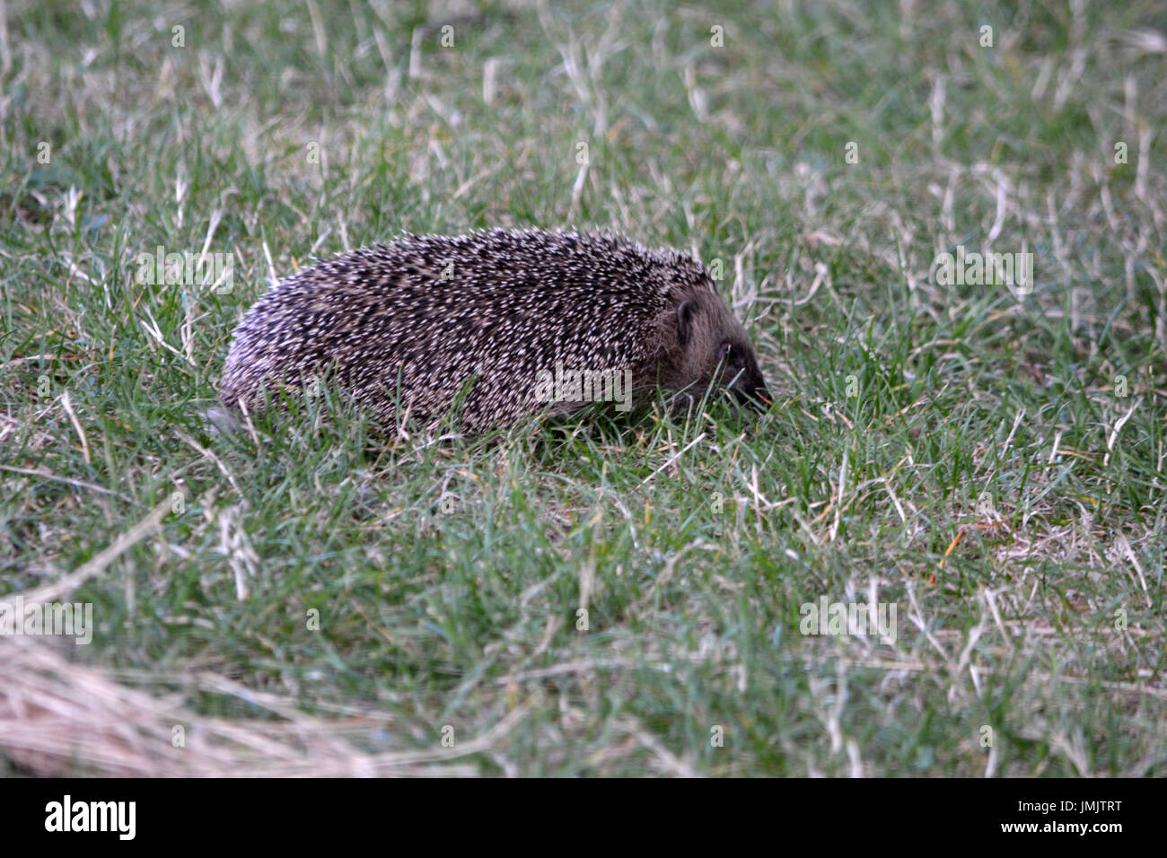Hedgehog (Erinaceus europaeus Stock Photo - Alamy