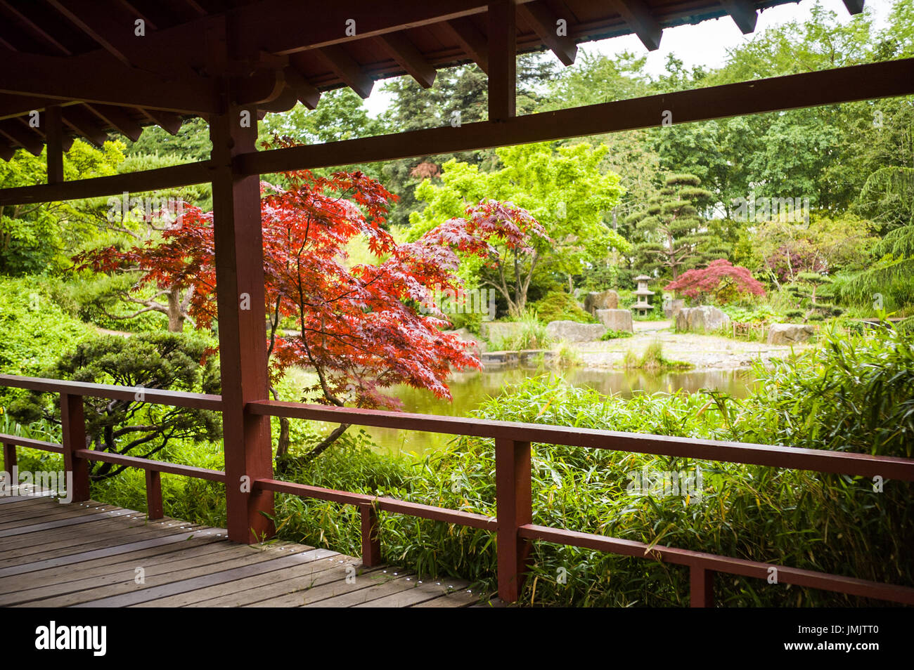 View from a wooden porch of a japanese garden with a pond and colorful ...