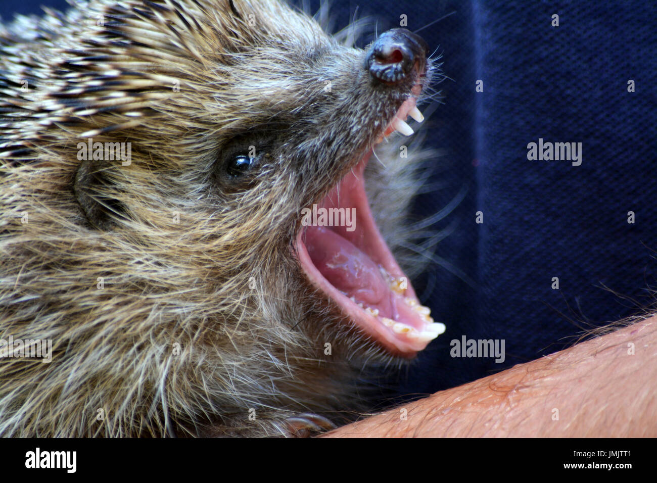 Hedgehog Teeth