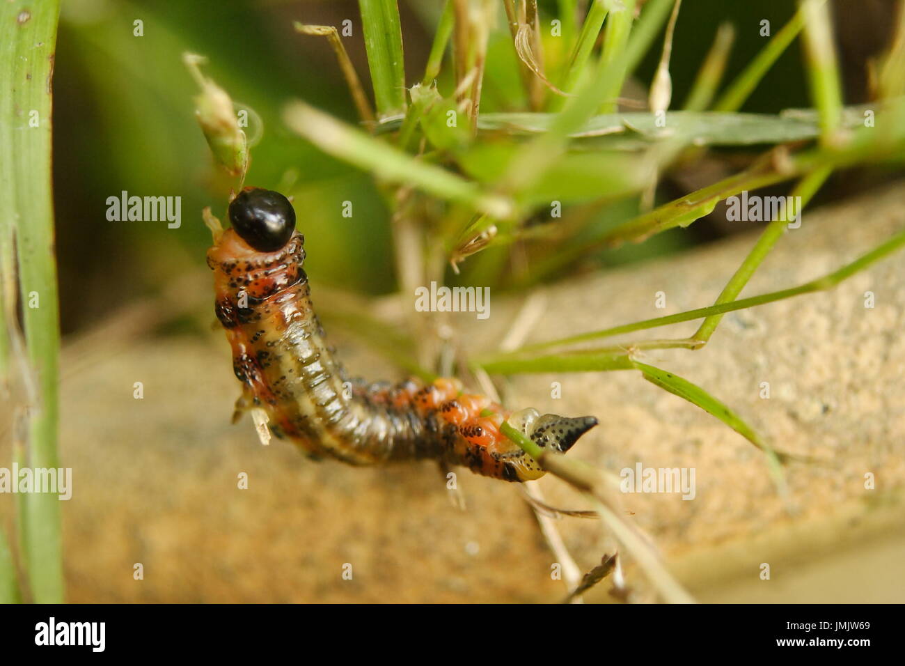Sawfly larvae australia hi-res stock photography and images - Alamy