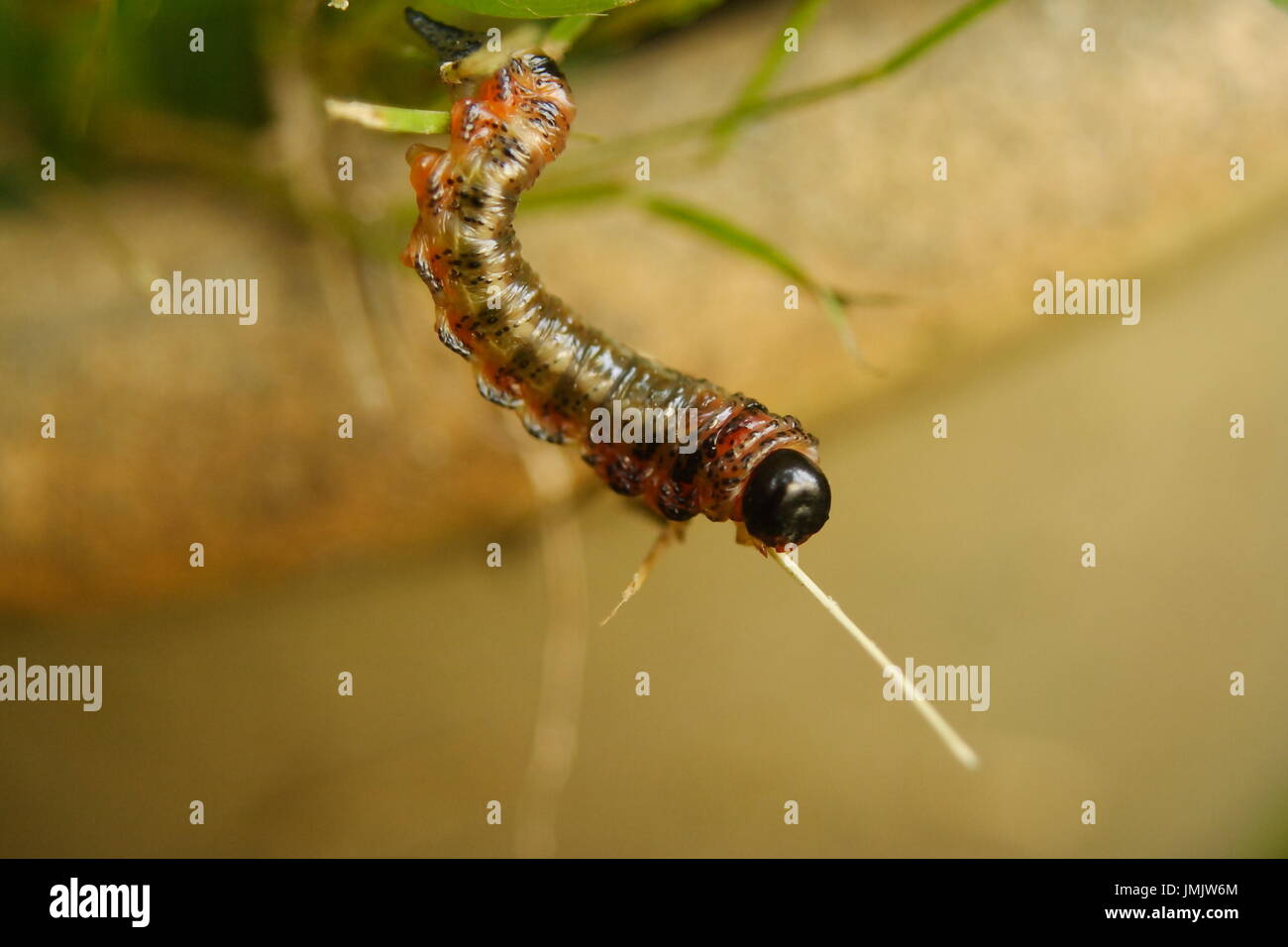 Larvae Caterpillar stage of a Sawfly Stock Photo - Alamy