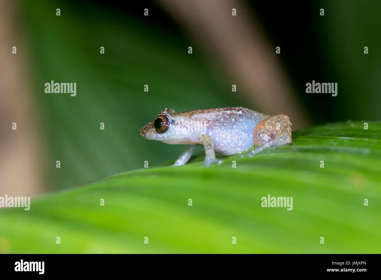 Common Dink Frog, “Diasporus diastema”-Greentique Wildlife Refuge ...