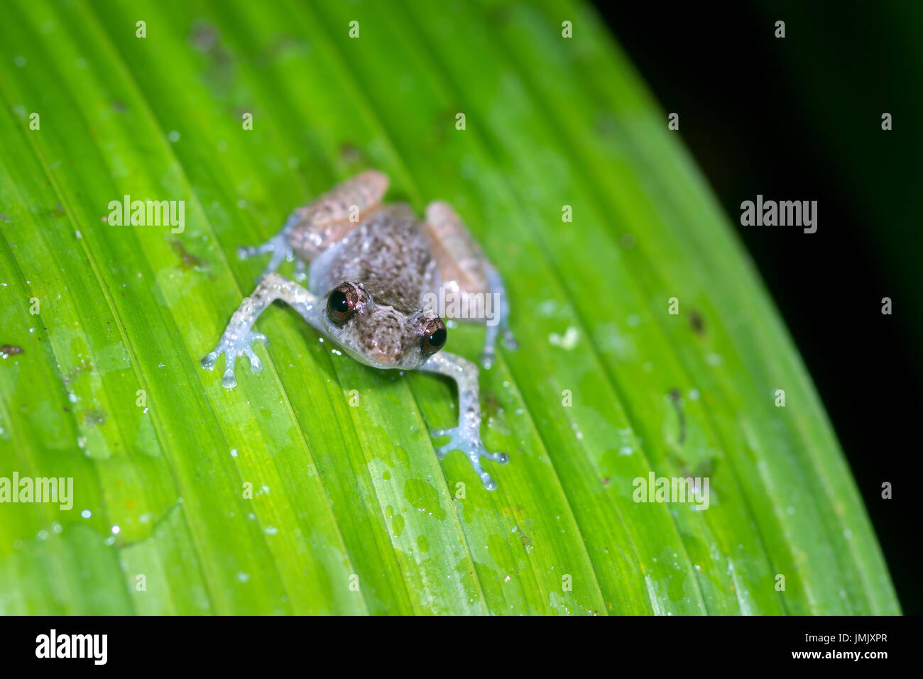 Common dink frog hi-res stock photography and images - Alamy