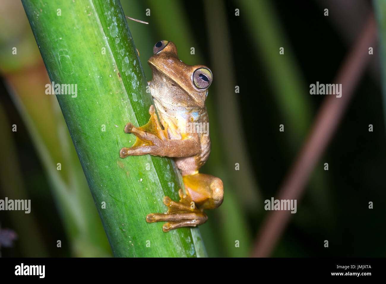Gladiator tree frog hi-res stock photography and images - Alamy