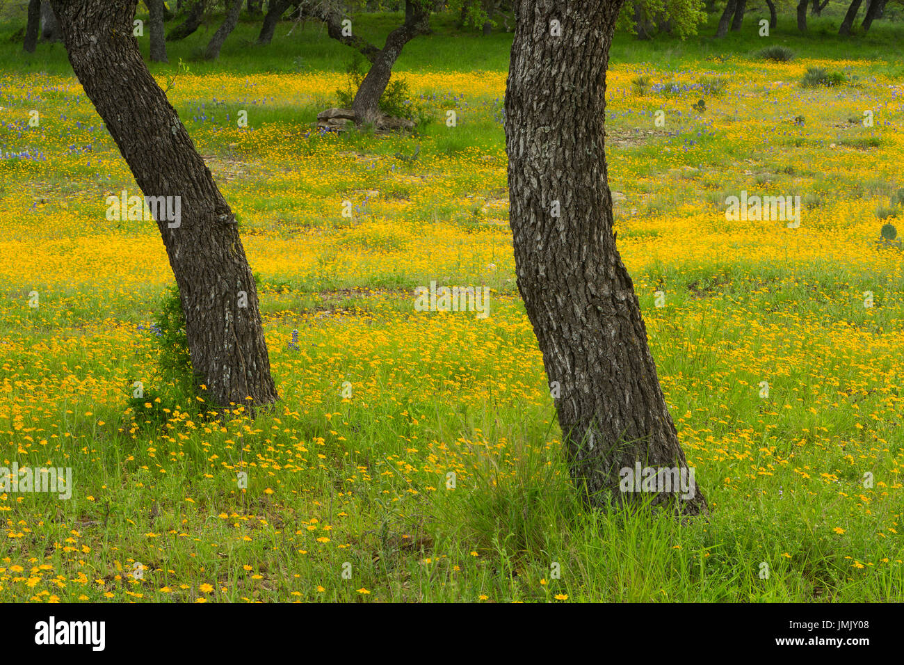 Pinnatifida hi-res stock photography and images - Alamy