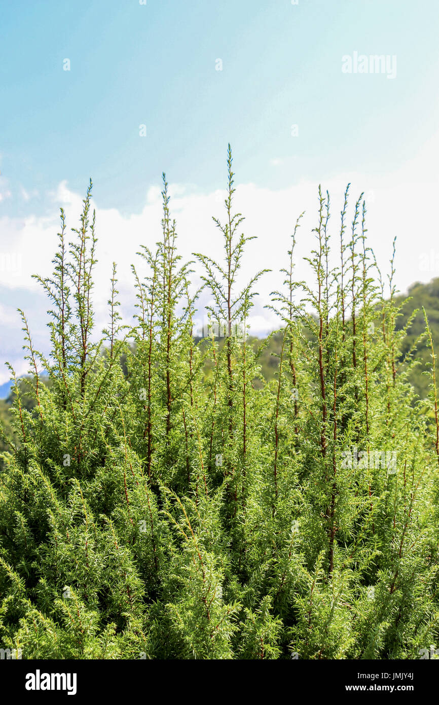 A unique photo of bright tender offshoot of a tree growing Stock Photo ...