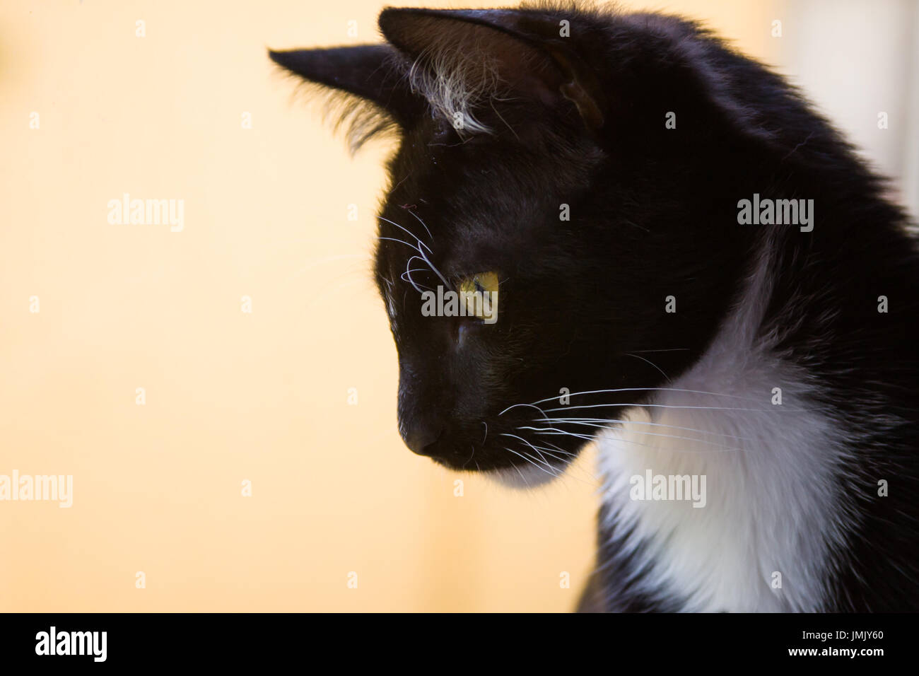 face of cat looking downward Stock Photo - Alamy
