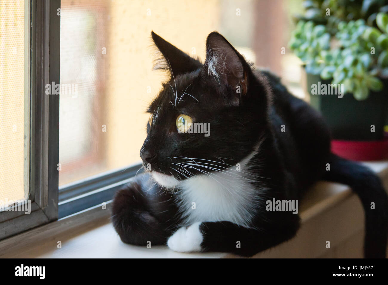 Cats sitting on window sill hi-res stock photography and images - Alamy