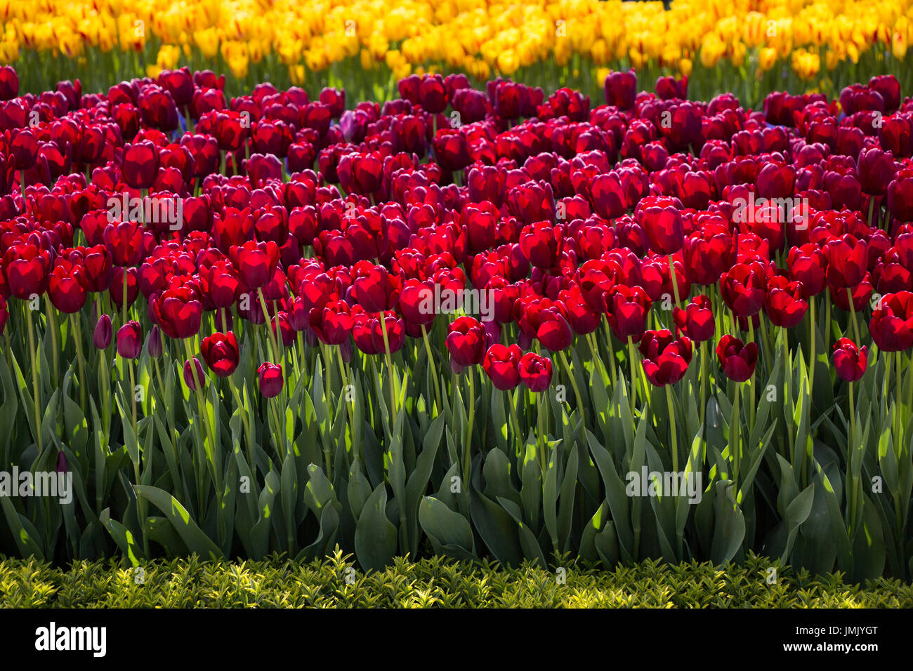 Red color tulip flowers bloom in the garden Stock Photo - Alamy