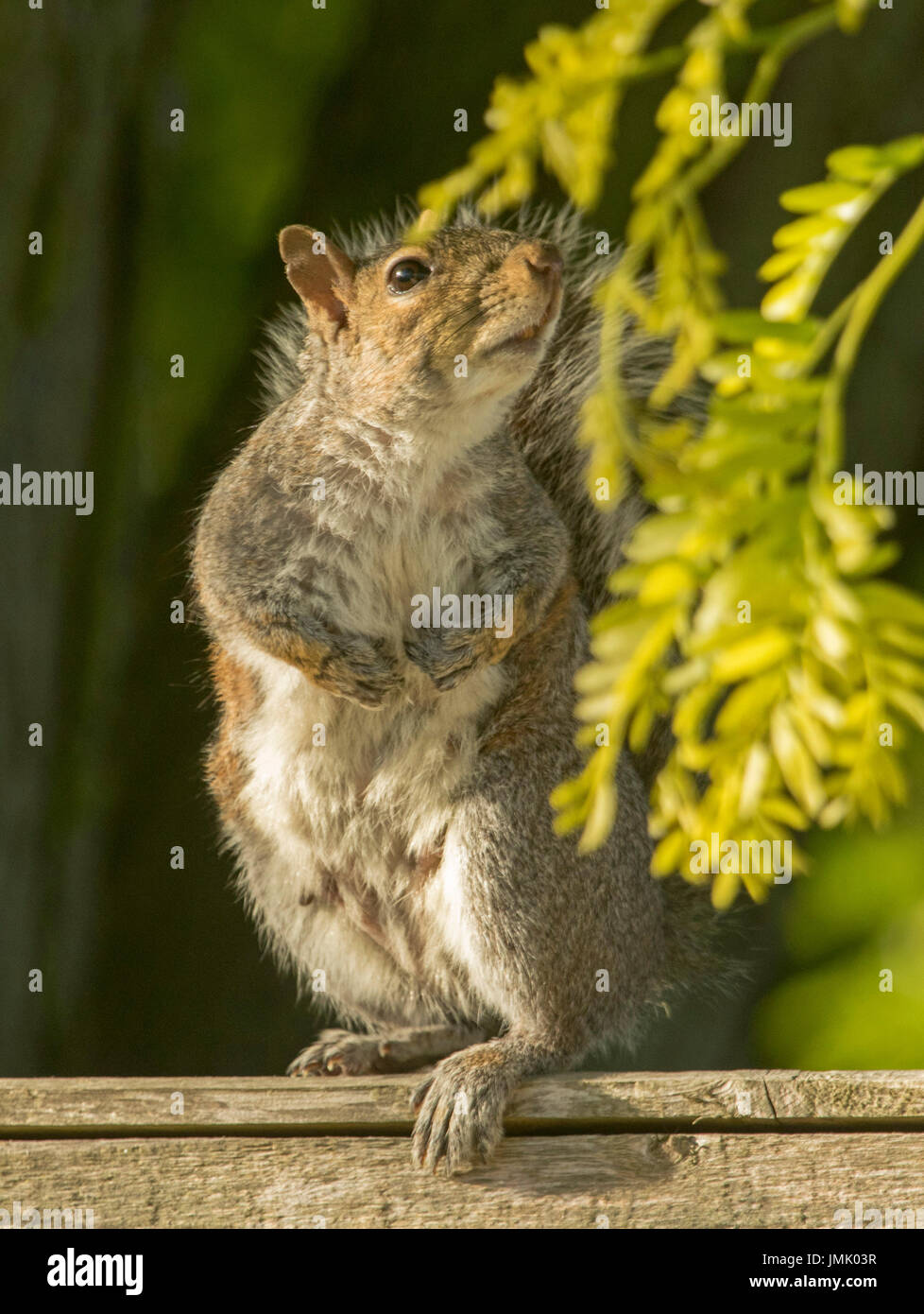 Female grey squirrel, Sciurus carolinensis, standing erect on wooden ...