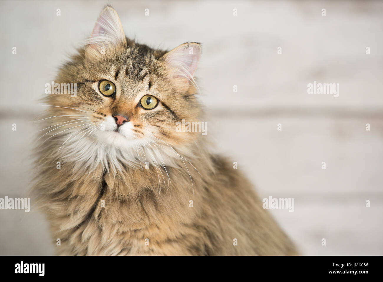Zeus, the Maine coon, shows off his beautiful fluffy coat Stock Photo ...