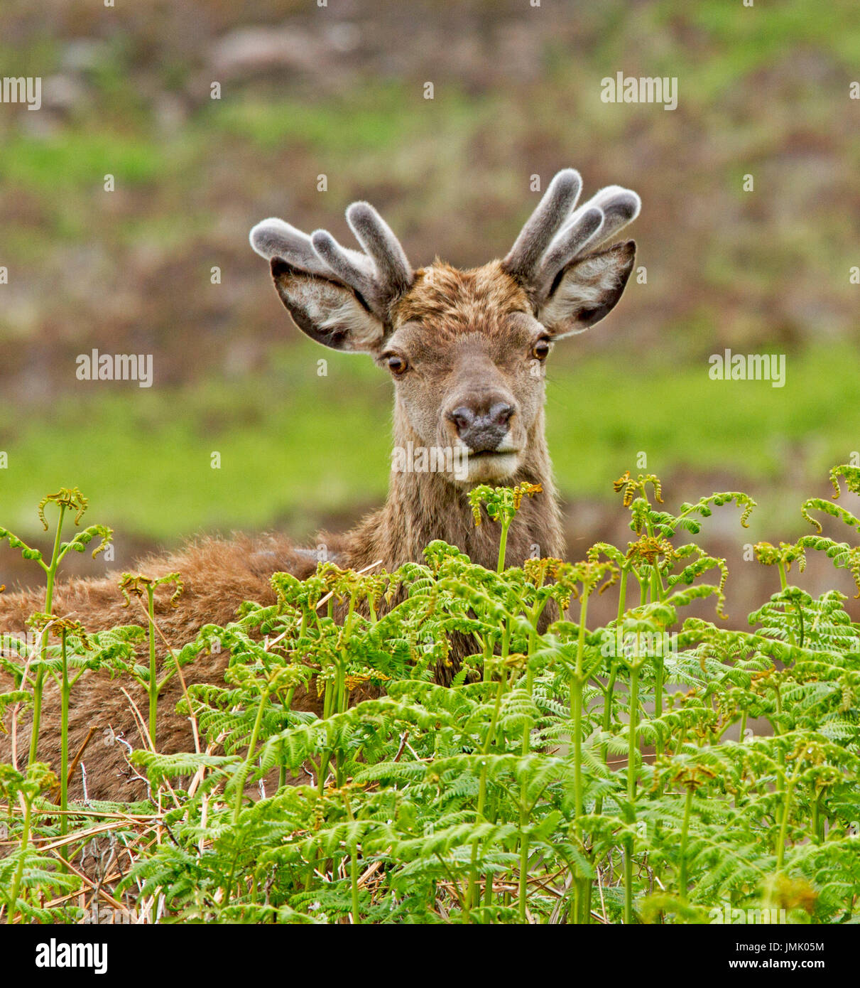 Deer staring at camera hi-res stock photography and images - Alamy