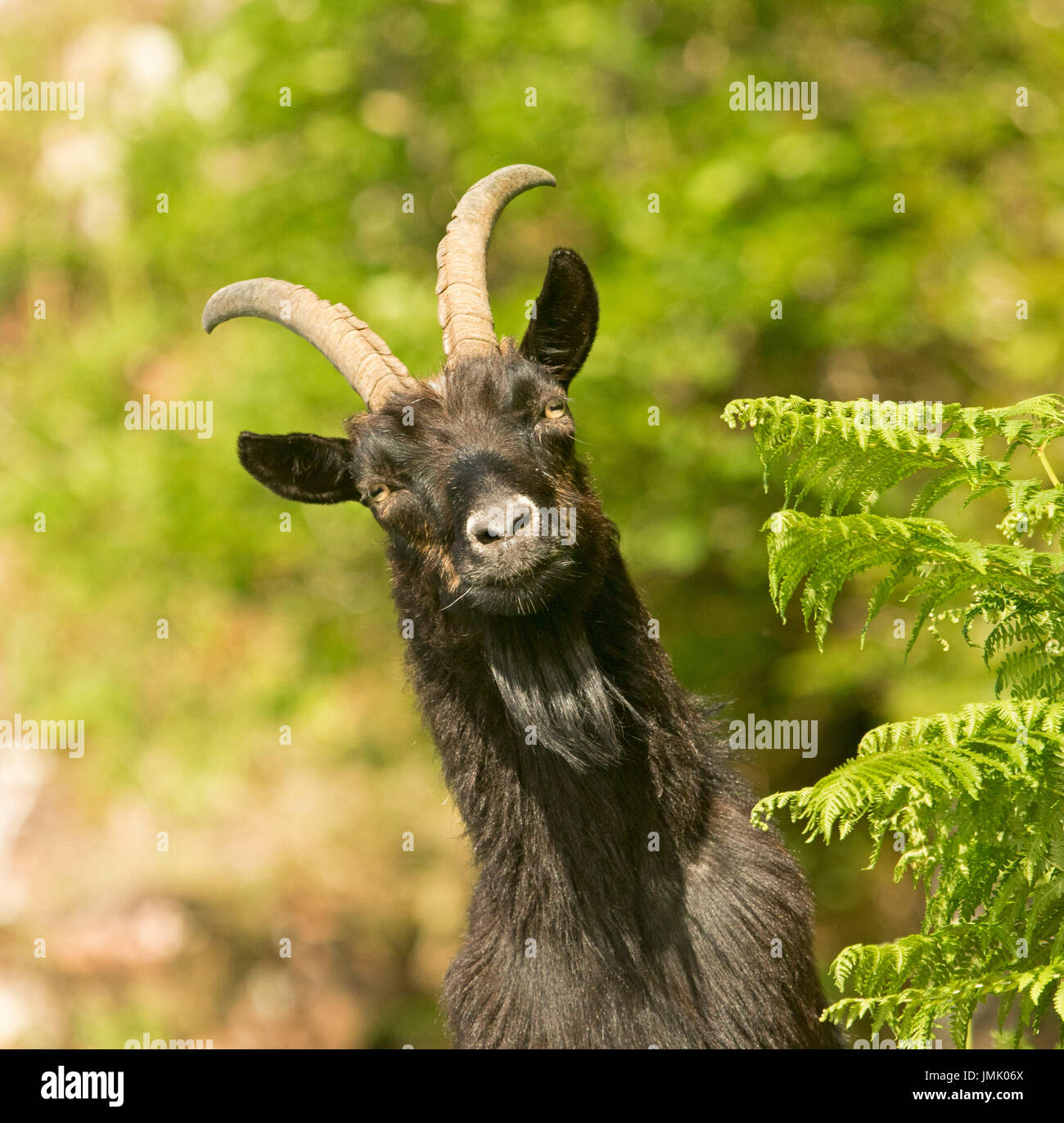 Close-up of head of wild black goat, against green background of ...