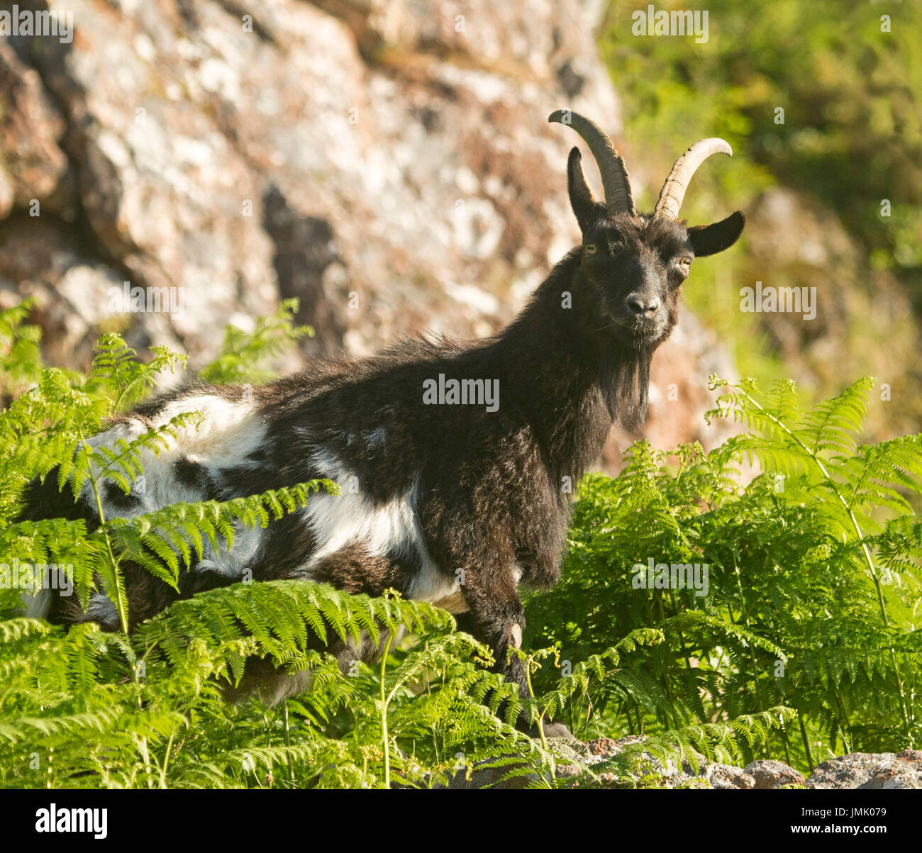 Native animals of scotland hi-res stock photography and images - Alamy