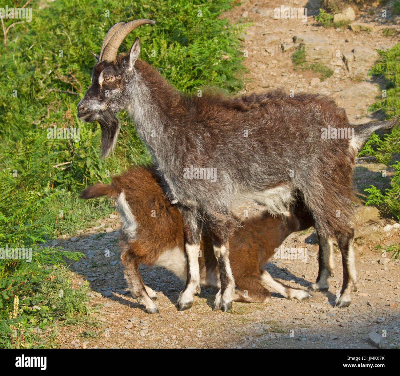 Wild goats scotland hi-res stock photography and images - Alamy