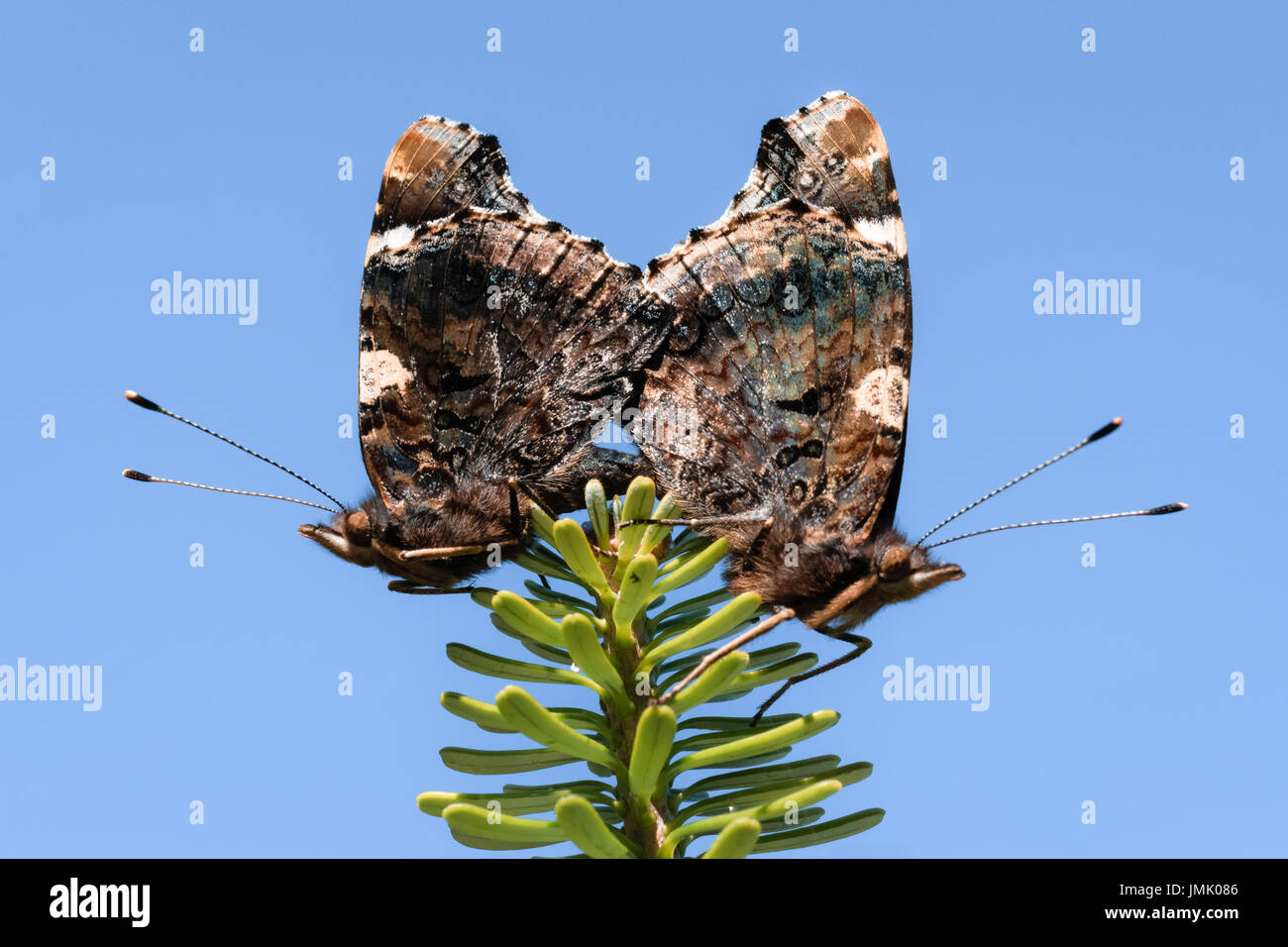 Mating pair of small white butterflies hi-res stock photography and ...