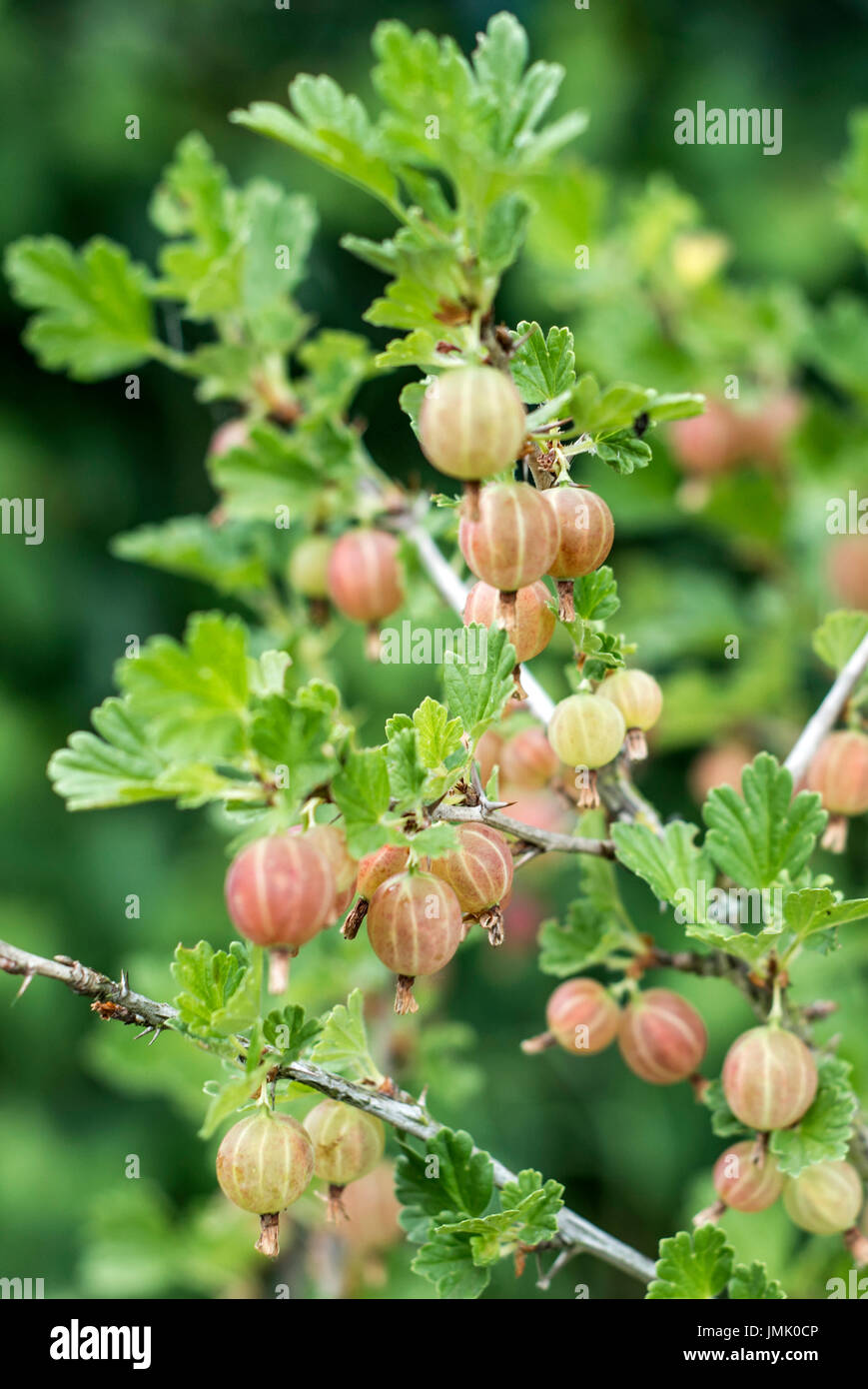 Gooseberry bush hi-res stock photography and images - Alamy