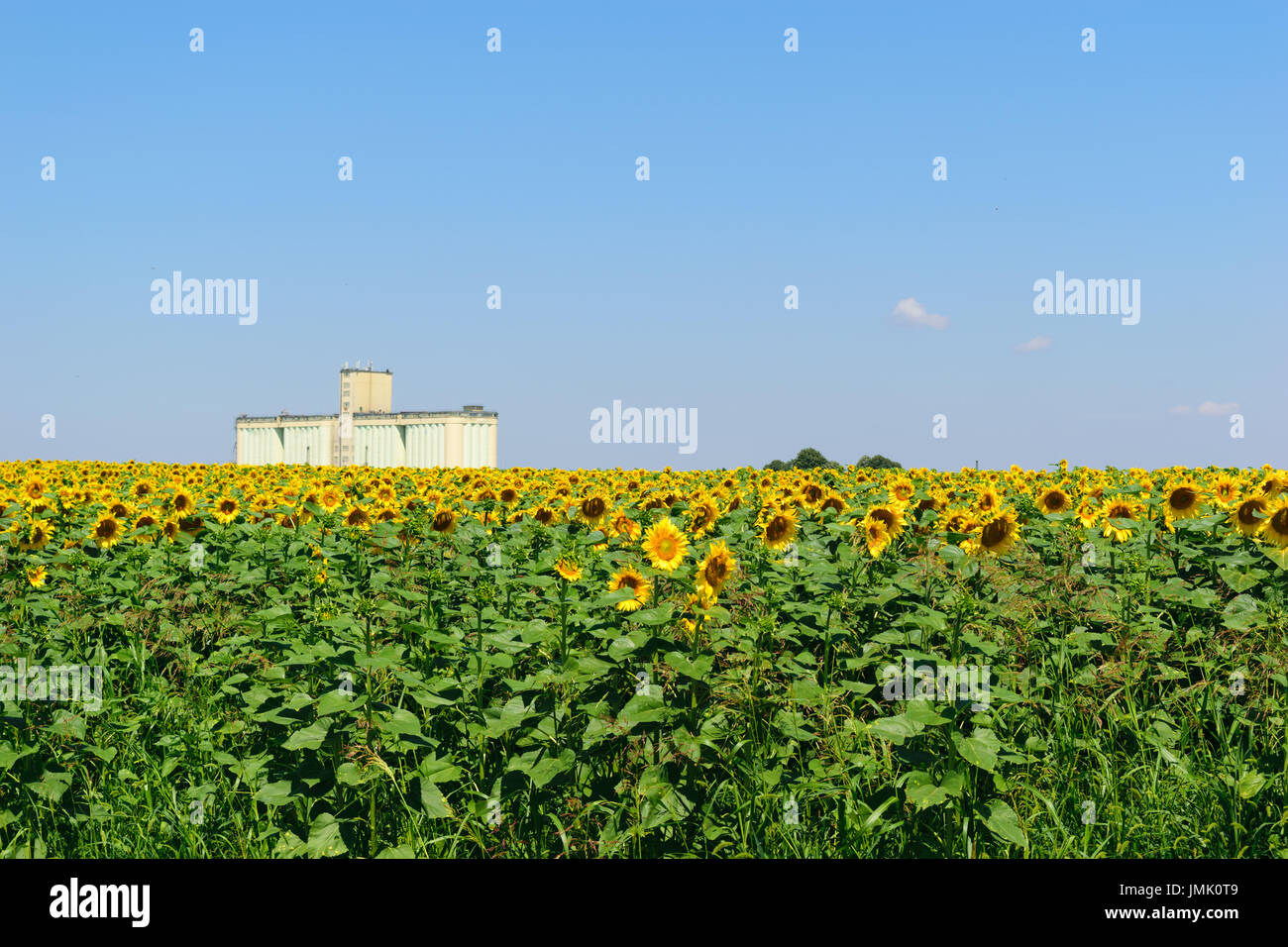 Sunflower leaf structure hi-res stock photography and images - Alamy