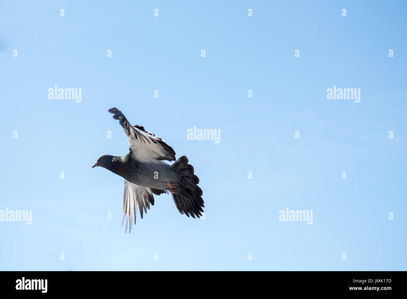 Single pigeon in the air with wings wide open Stock Photo - Alamy