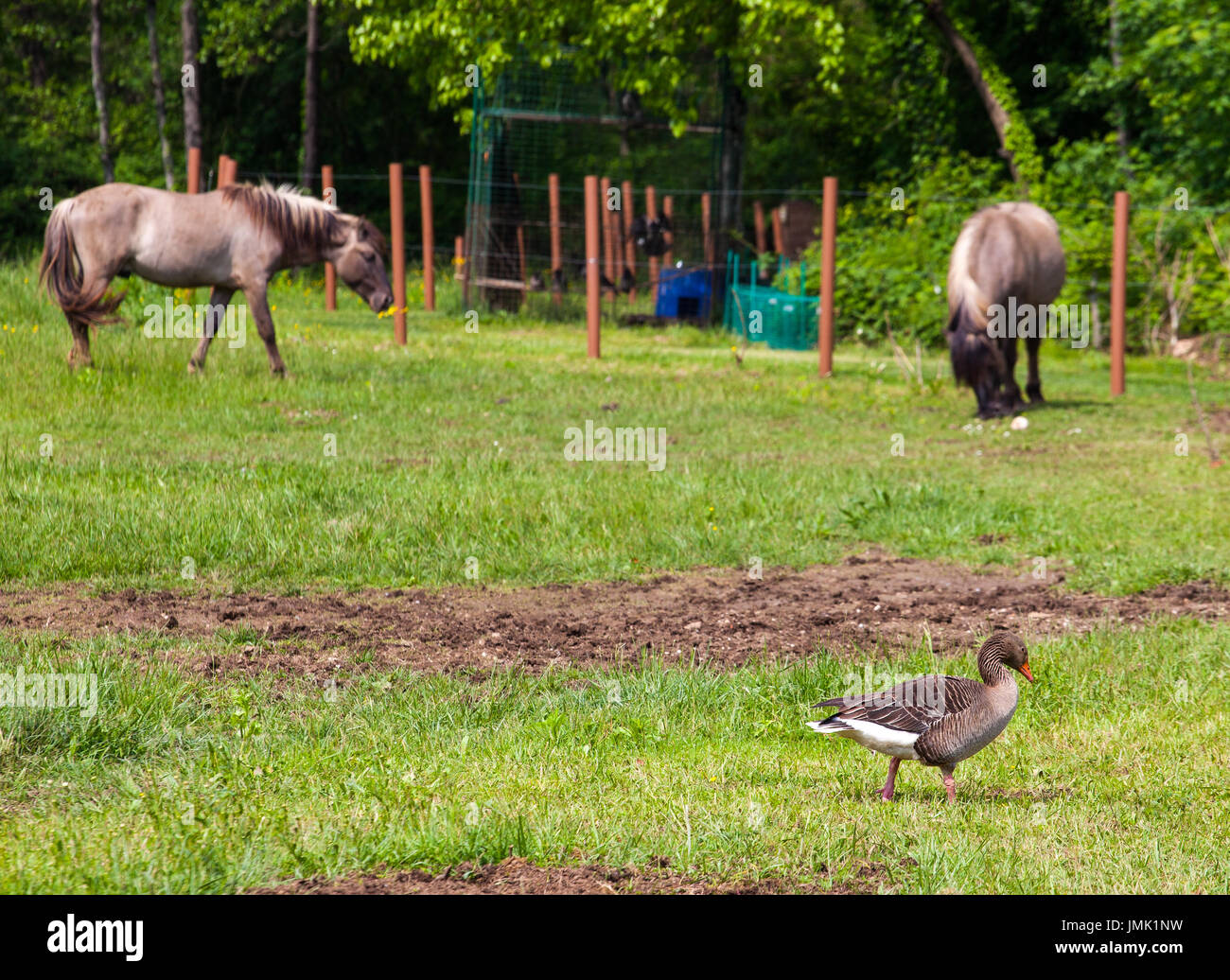 Goose and horses hi-res stock photography and images - Alamy