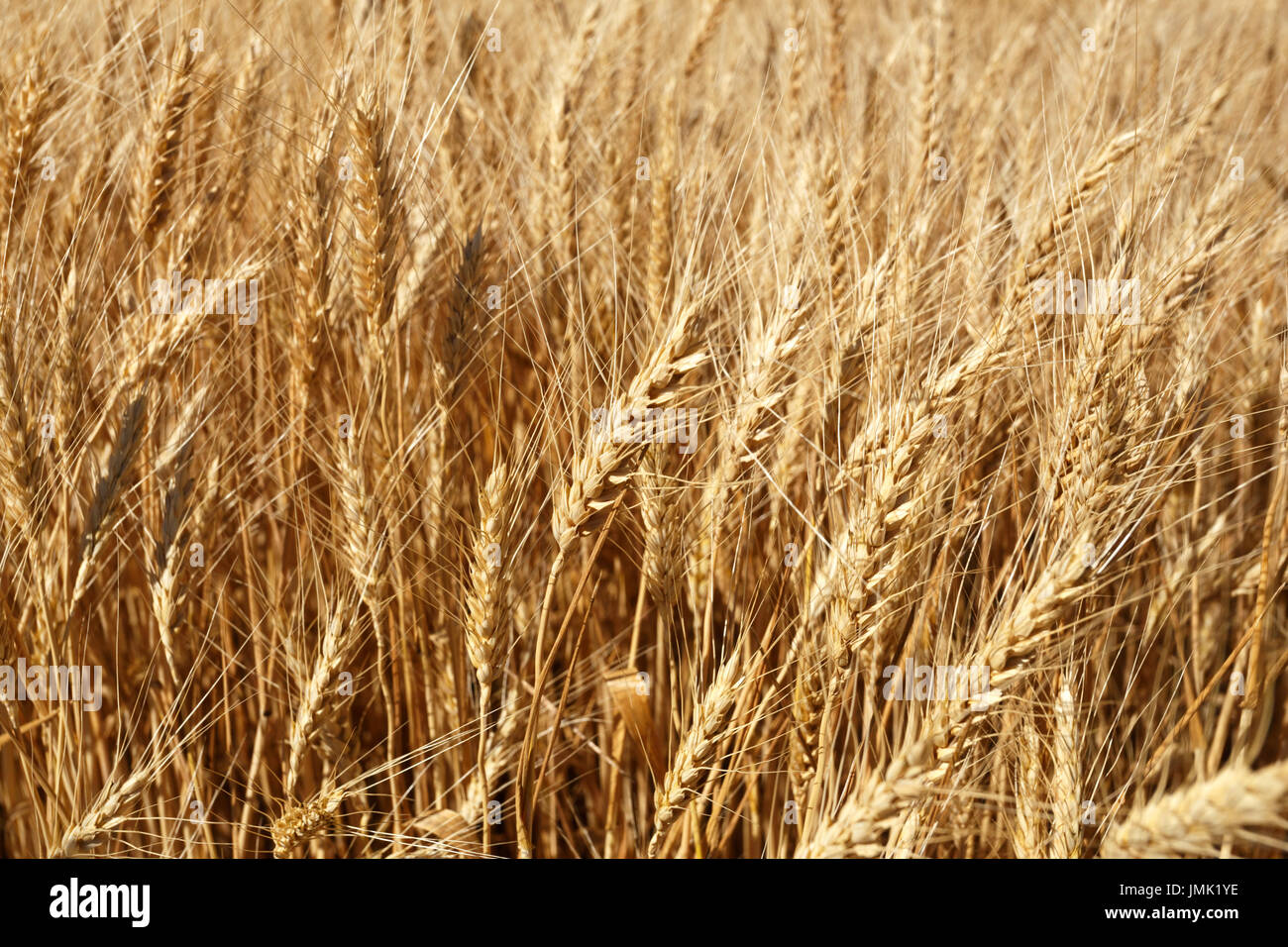 Wheat spikelets in the field close Stock Photo - Alamy