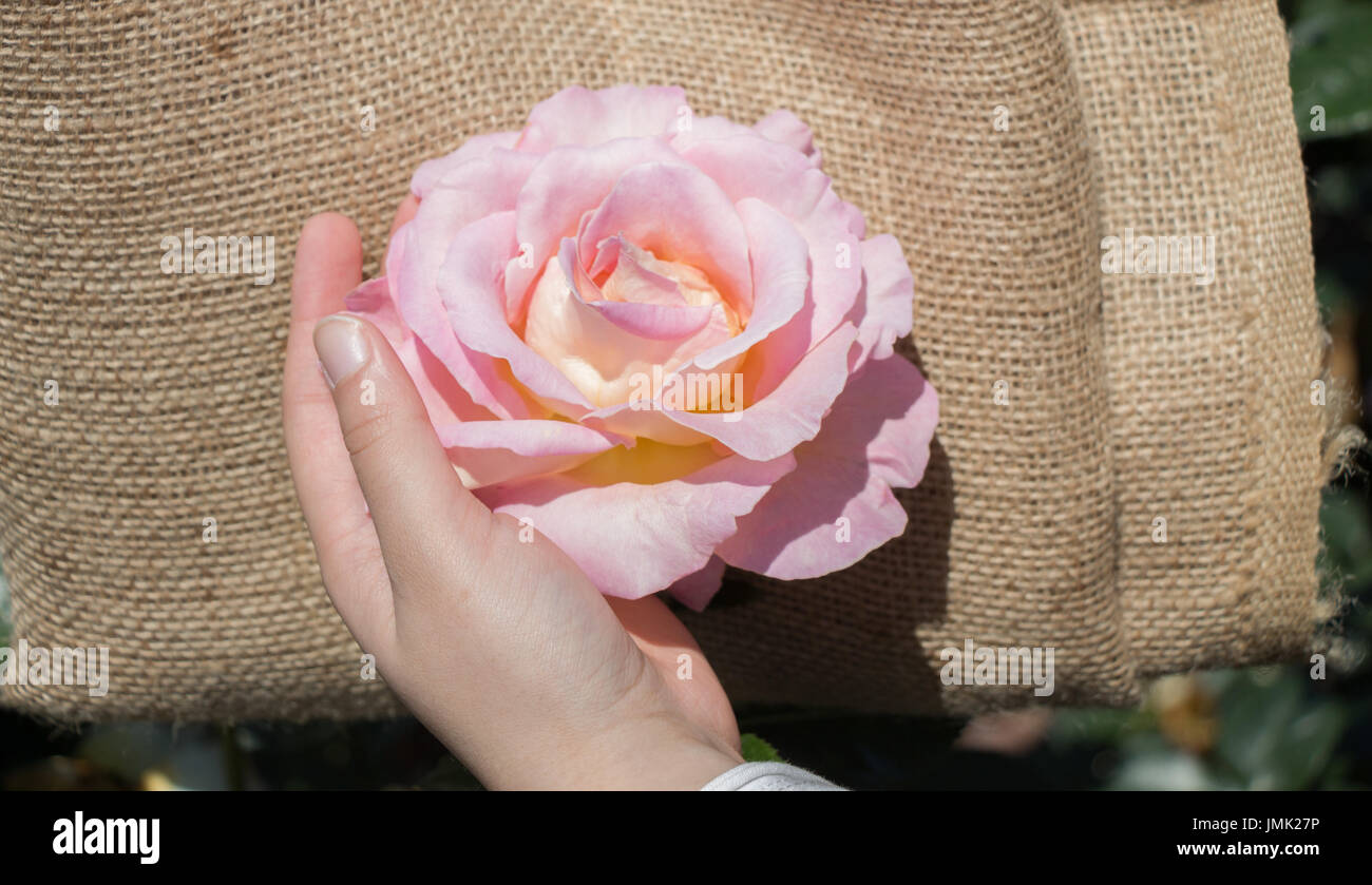 Beautiful fresh rose in hand Stock Photo - Alamy