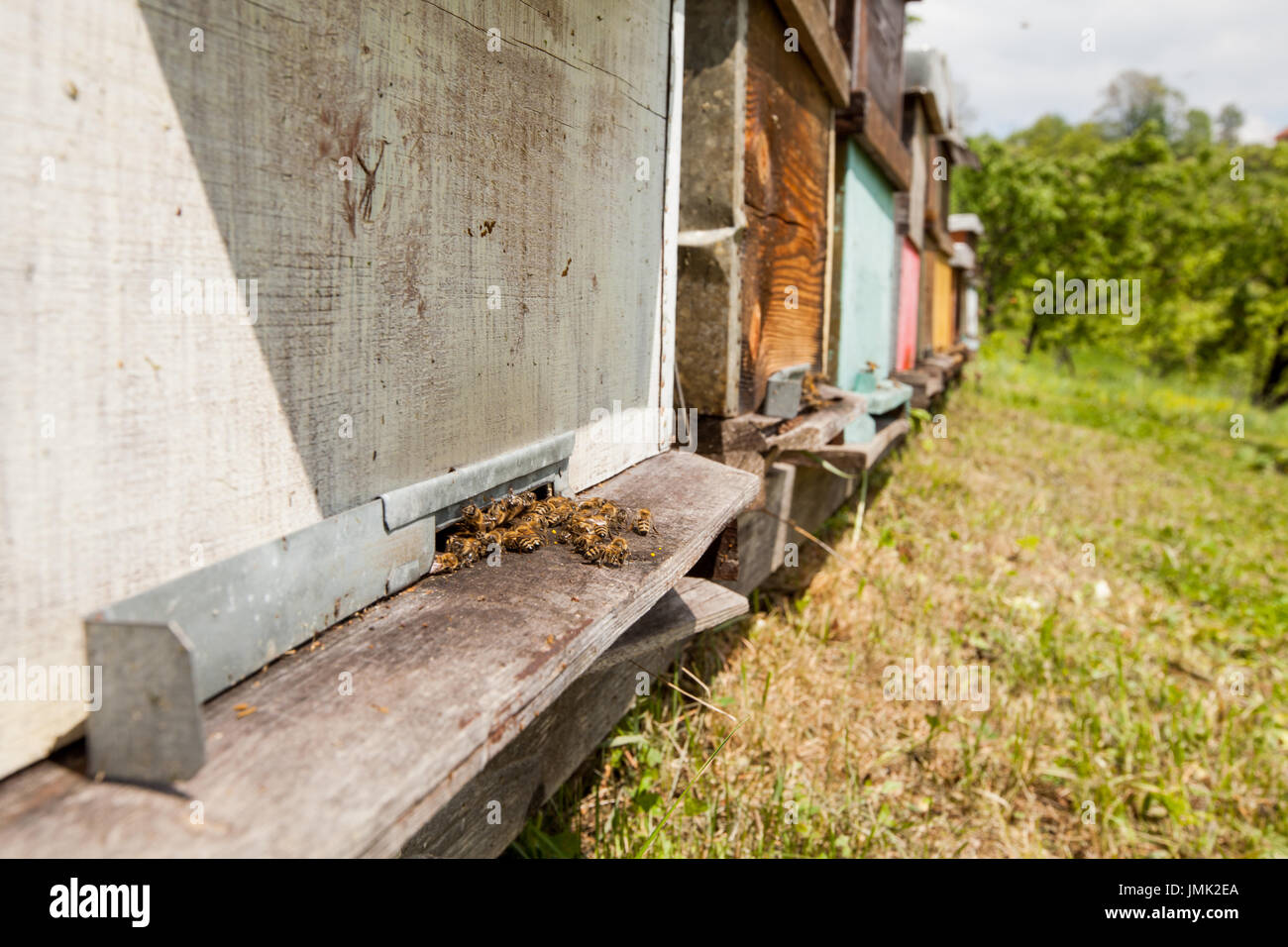 Hives in the apiary, bees ready for honey,spring season Stock Photo - Alamy