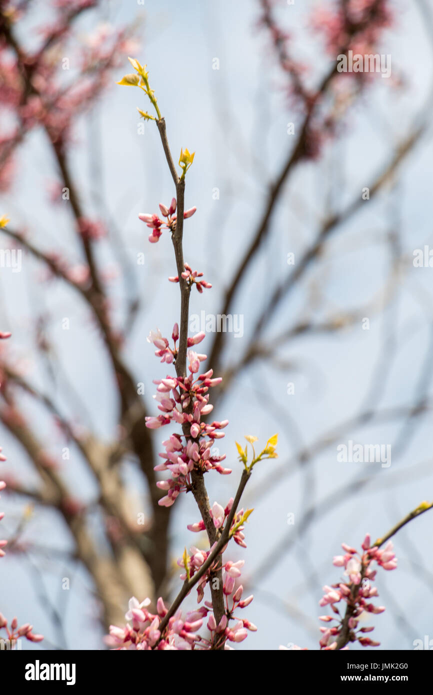 Colorful flowers bloom in the spring in trees Stock Photo - Alamy