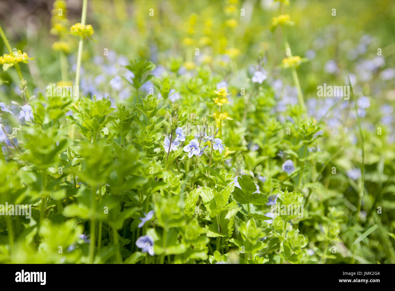 Spring flowers in the first days of spring at the morning Stock Photo ...