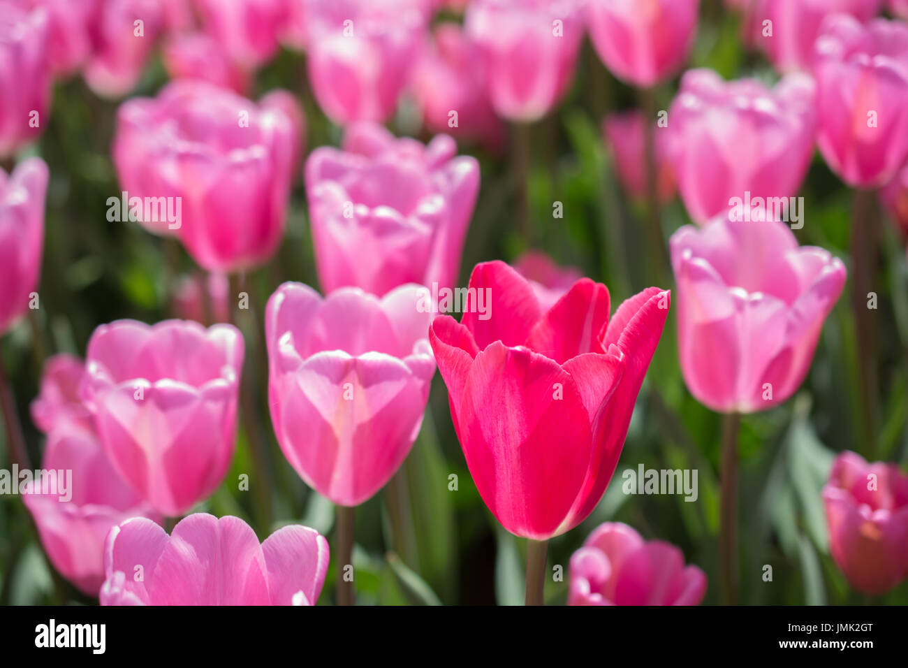 Tulip Flowers Blooming in Spring Season Stock Photo - Alamy