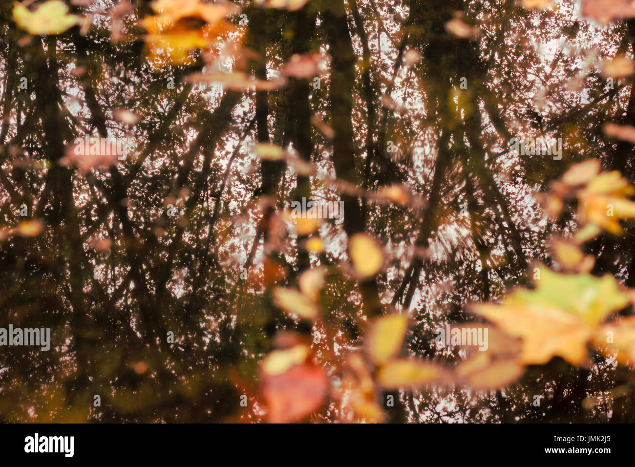 Autumn Leaves On The Water Surface, Forest Reflection Stock Photo - Alamy