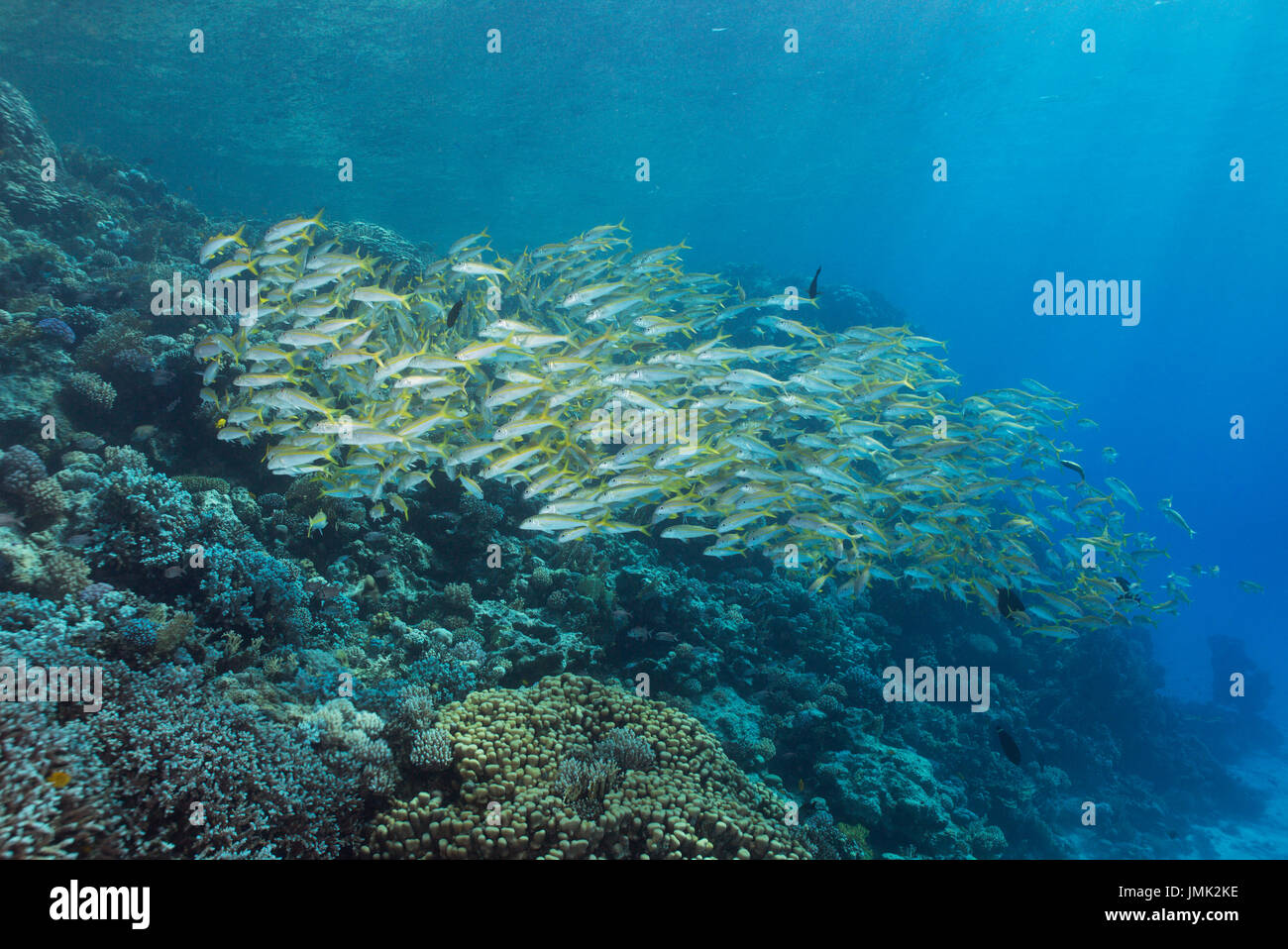 Huge school of goatfish in the Red Sea, Egypt Stock Photo - Alamy