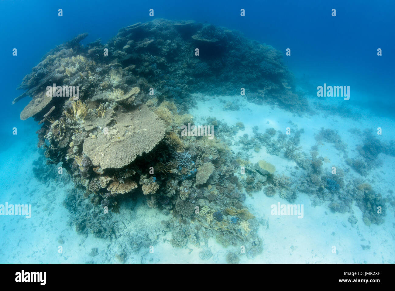 Coral block with huge table corals in the Res Sea near Hurghada Stock ...