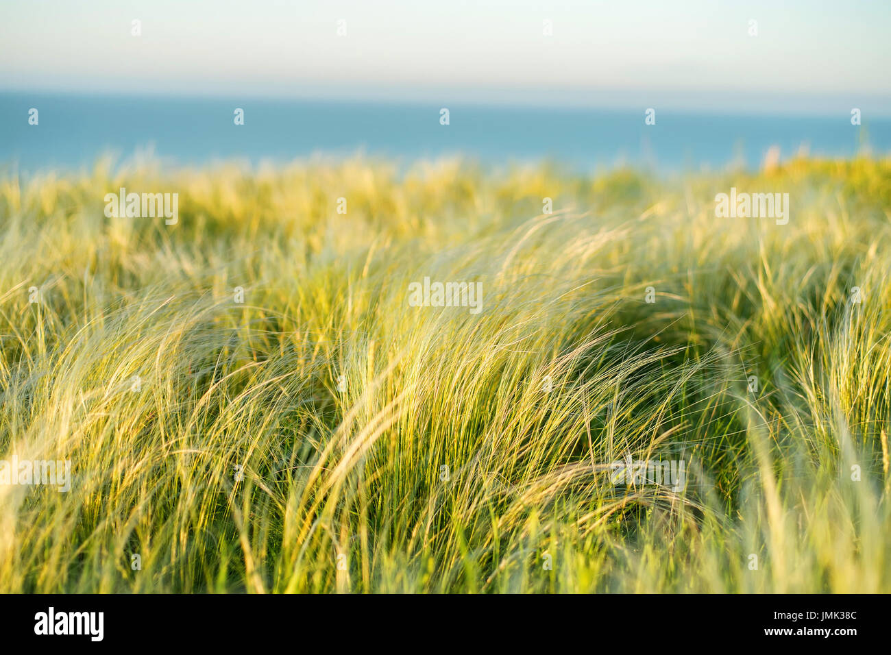 Silver feather grass swaying in wind in steppe Stock Photo - Alamy