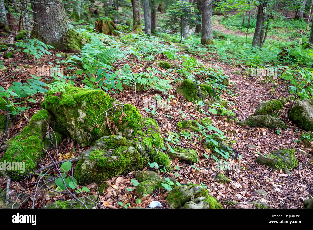 Scenic panorama of green forest thicket in summer Stock Photo - Alamy