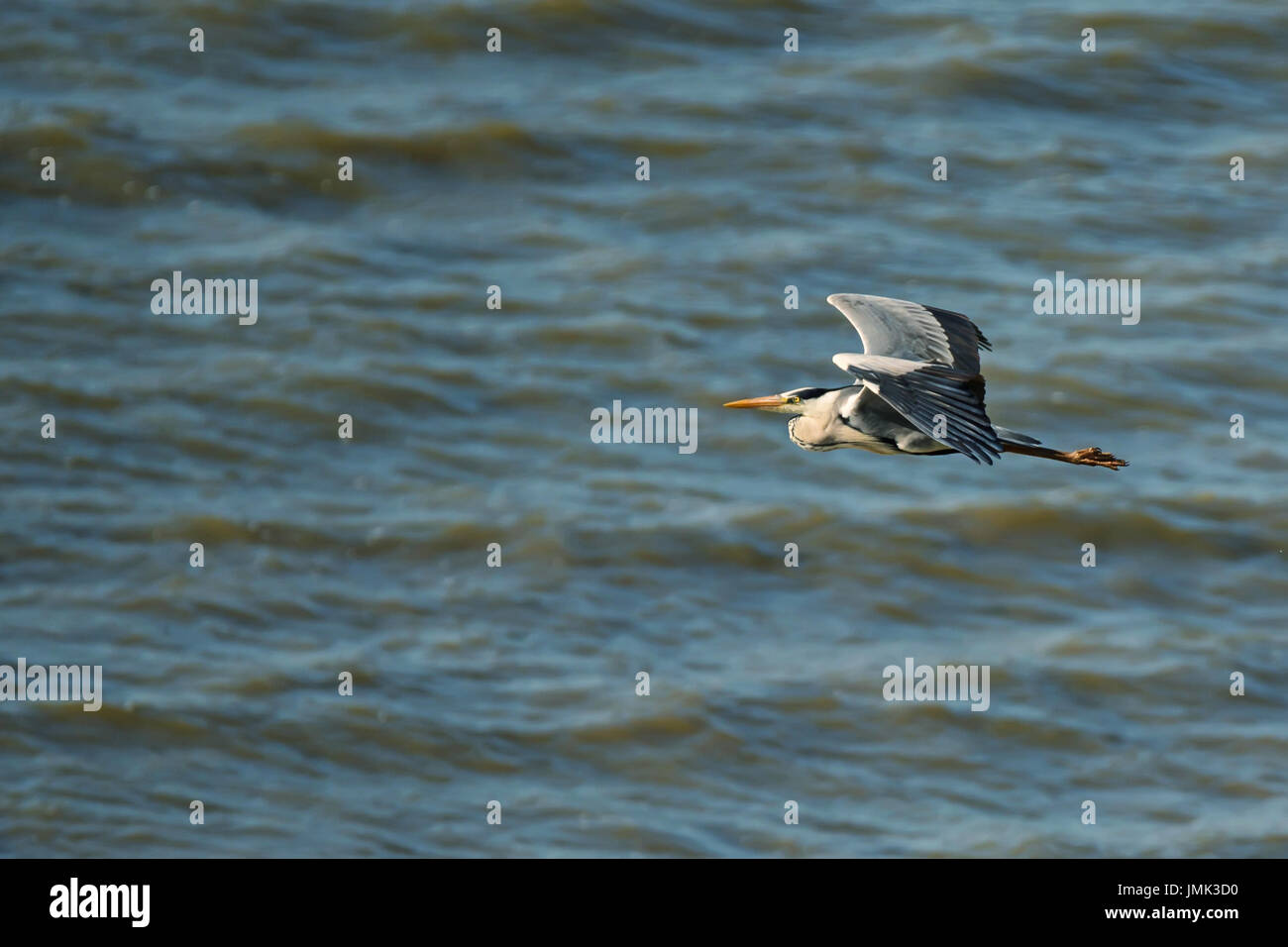 Grey heron flying Stock Photo - Alamy