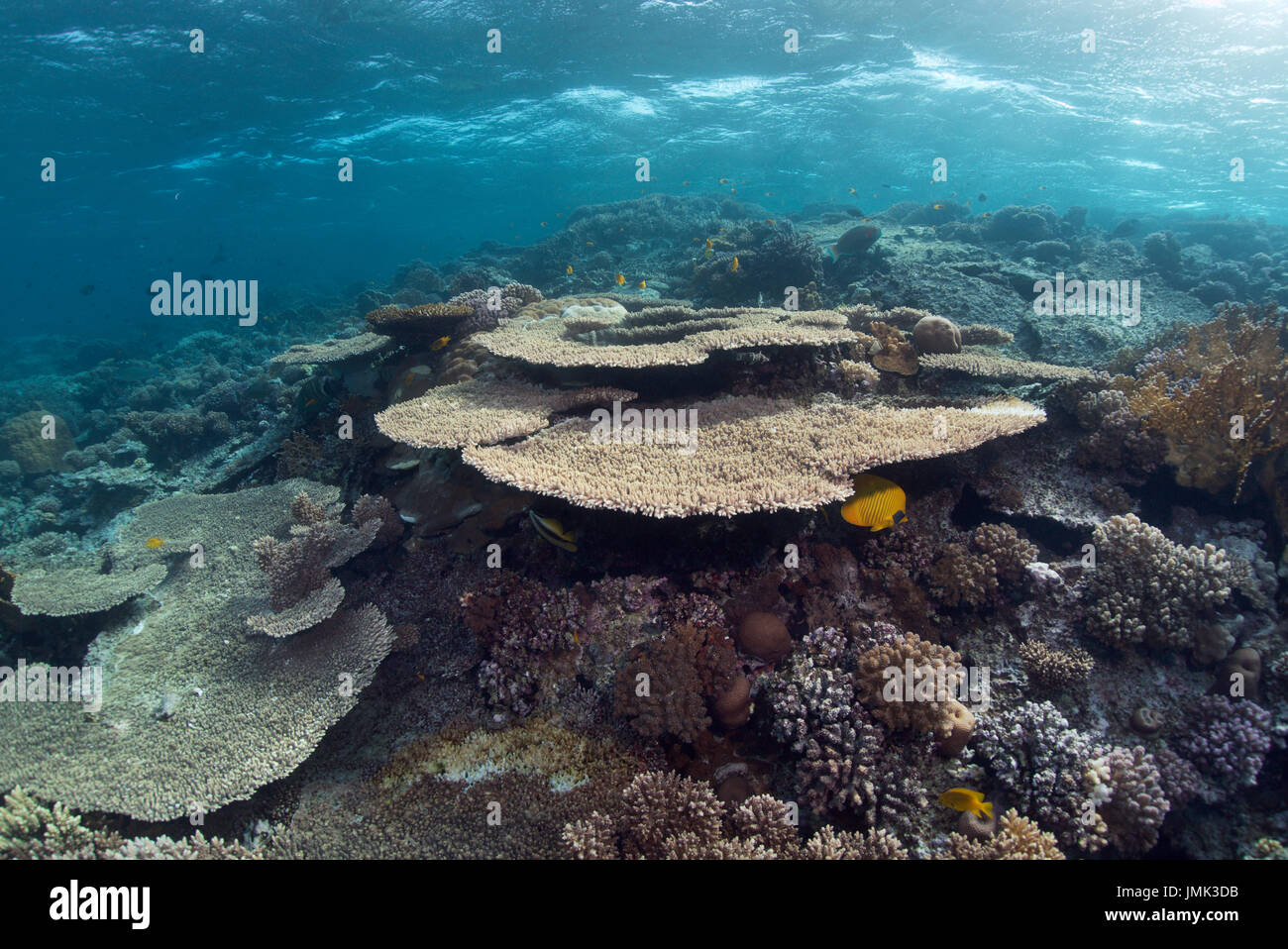 A beautiful healthy coral reef with table corals in the crystal clear ...