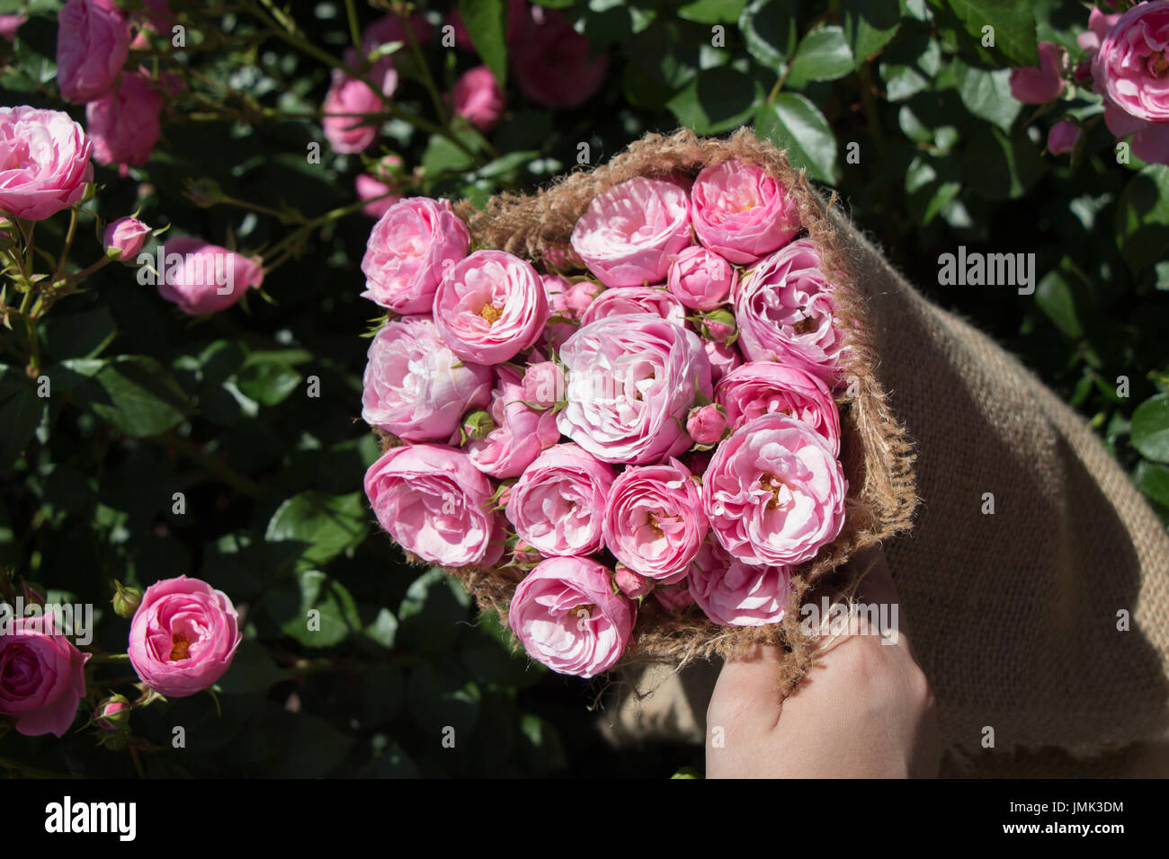Beautiful fresh roses wrapped with canvas in hand Stock Photo - Alamy
