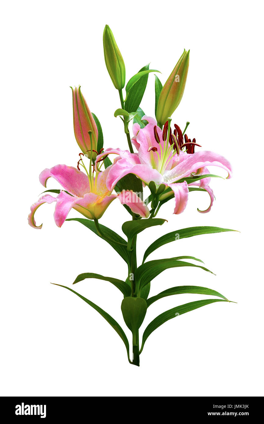 Sunny lily Cut Out Stock Images & Pictures - Alamy