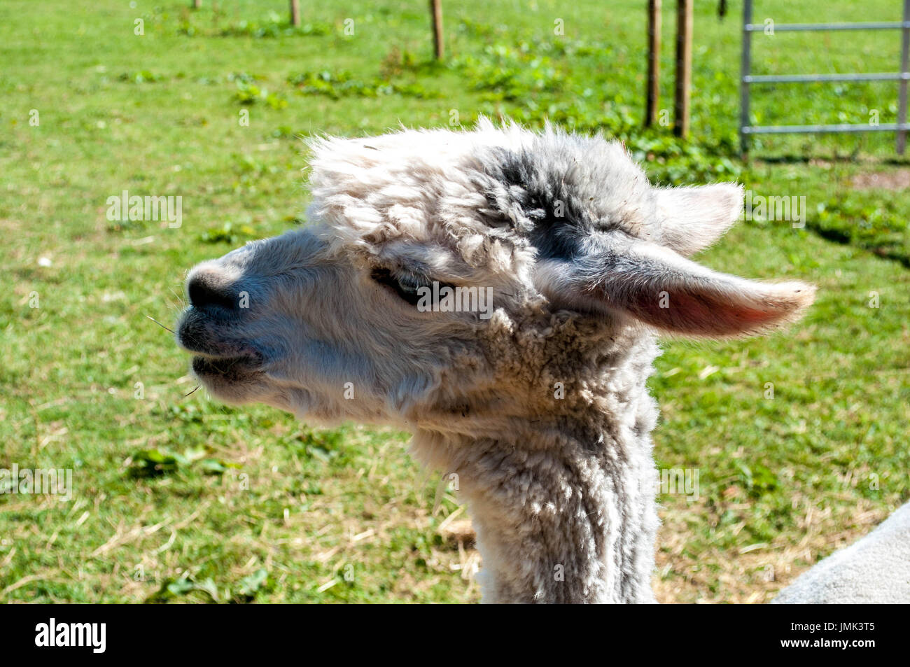 Side view of a young white Alpaca Stock Photo - Alamy