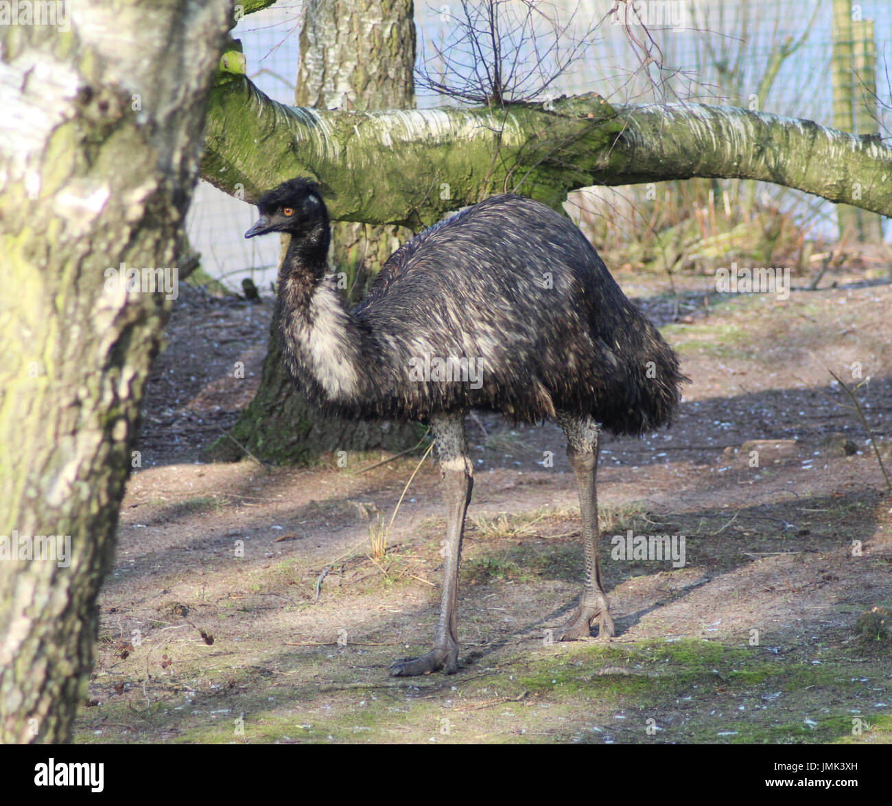 emu (Dromaius novaehollandiae Stock Photo - Alamy