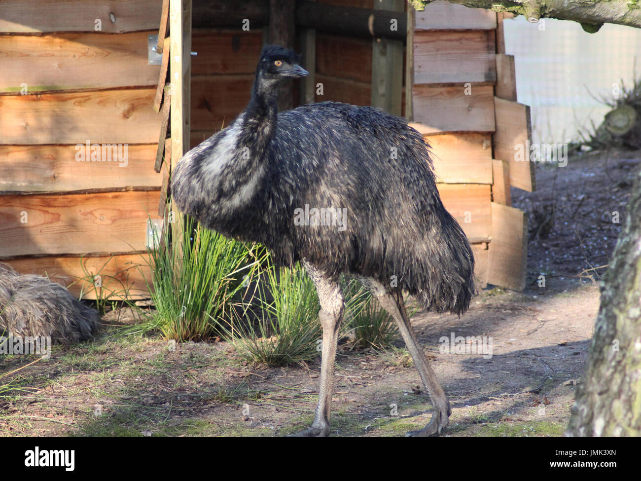 emu (Dromaius novaehollandiae Stock Photo - Alamy
