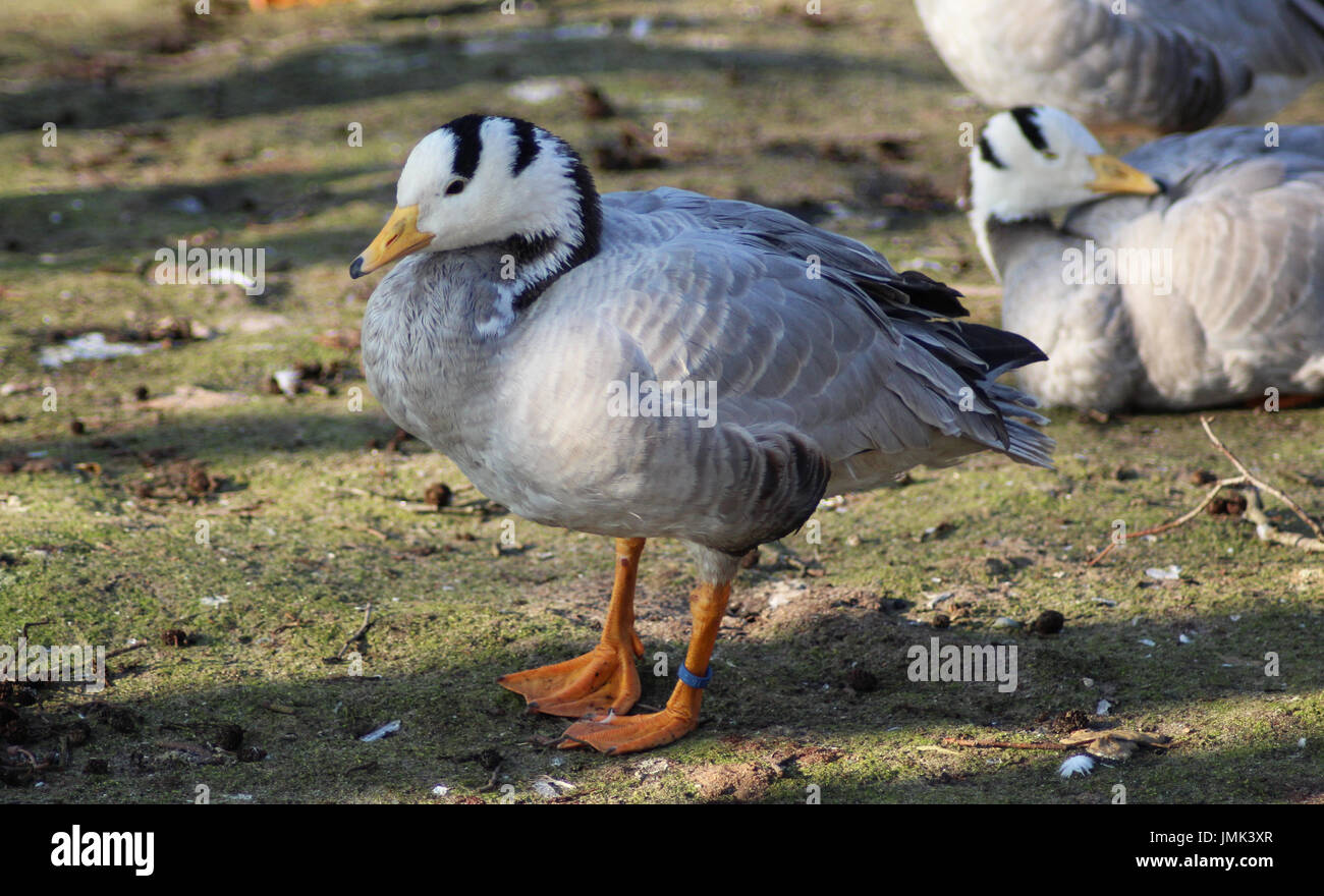 Bar headed goose side view hi-res stock photography and images - Alamy