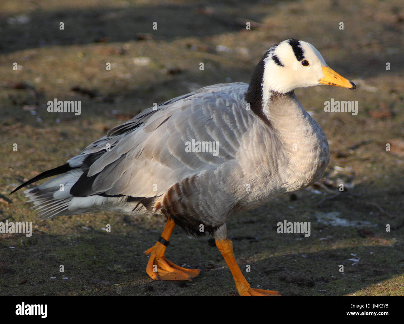 The bar-headed goose (Anser indicus Stock Photo - Alamy