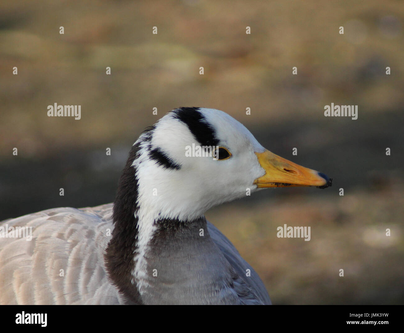 The bar-headed goose (Anser indicus Stock Photo - Alamy